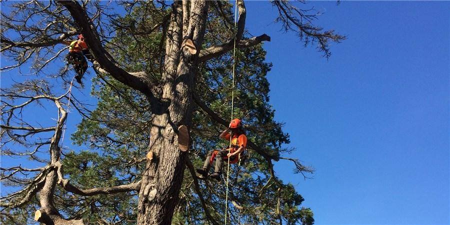 Project Gallery - Mikes Tree Services