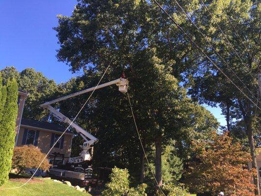 Project Gallery - Mikes Tree Services
